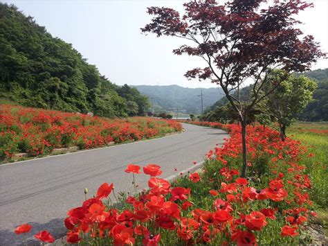 양귀비꽃 양귀비 꽃말 가짜양귀비 키우기 물 주기 네이버 블로그