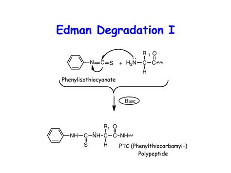 Ppt Protein Structure Powerpoint Presentation Free Download Id 3992495