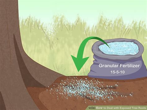 3 Ways To Deal With Exposed Tree Roots WikiHow