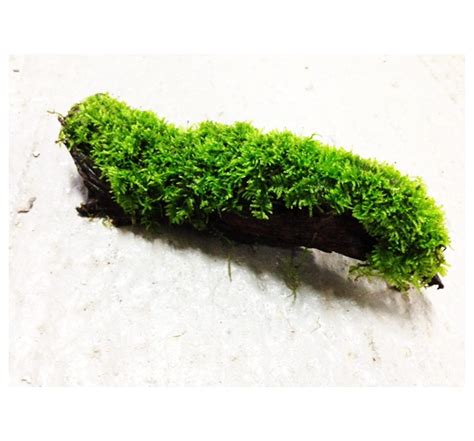 Java Moss Anubias Java Fern Moss And More Freshwater Live Aquarium Plants On Driftwood For
