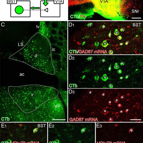 Combined Retrograde Tracer Labeling And Fluorescence In Situ