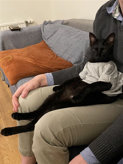 Cat Scrolller