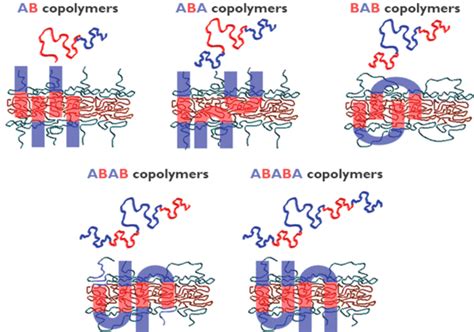5 Hypothetical Membrane Conformation Of Polymersomes Formed By