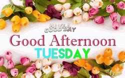 Good Afternoon Happy Tuesday Tulip Flowers 