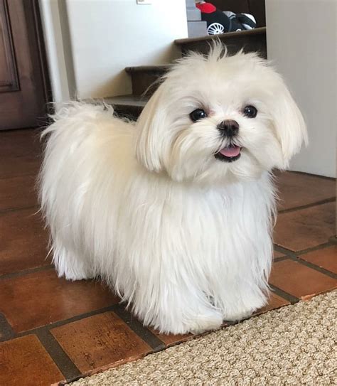 Maltese Shih Tzu Hairstyles Fade Haircut Styles