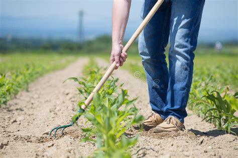 Hoeing Corn Field Stock Image Image Of Hoeing Nature 54821275