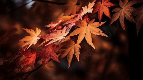 단풍 벽지 단풍 나뭇잎 가을 고화질 사진 사진 갈색 배경 일러스트 및 사진 무료 다운로드 Pngtree