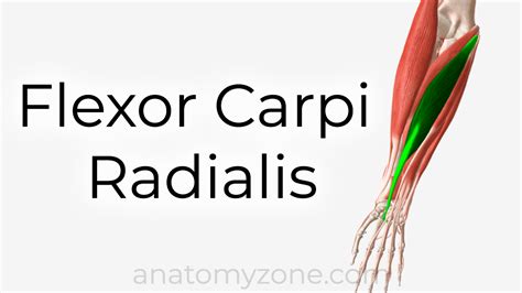 Flexor Carpi Radialis Origin Insertion Action D Model AnatomyZone