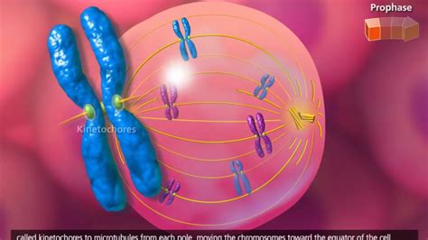 Cell Cycle And Mitosis [3d Animation] Quizalize