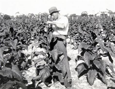 Tobacco Farming Colonial America Sugar Tobacco And Slavery In The