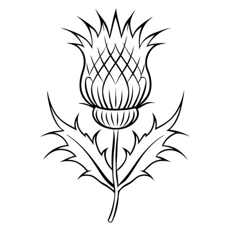Scottish Thistle Line Drawing Page 2 Scottish Thistle Vector Art
