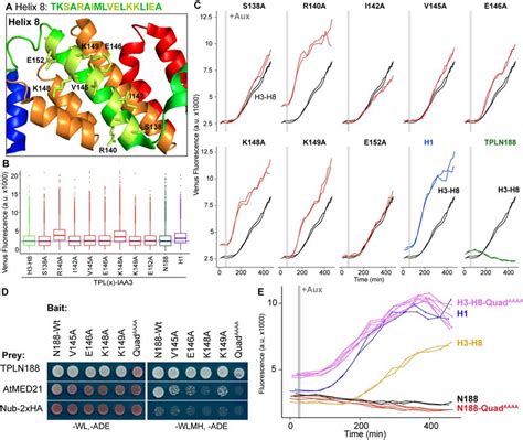 Repression By The Arabidopsis Topless Corepressor Requires Association With The Core Mediator