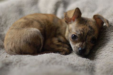 Brando Brindle Chihuahua Pup