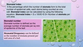 Stomatal Frequency Plant Development PPTX