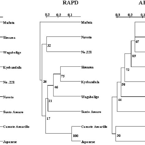 Upgma Cluster Analysis Of The Genetic Relatedness Of The Three Dominant