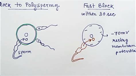 Block To Polyspermy Fast Block Slow Block To Polyspermy English