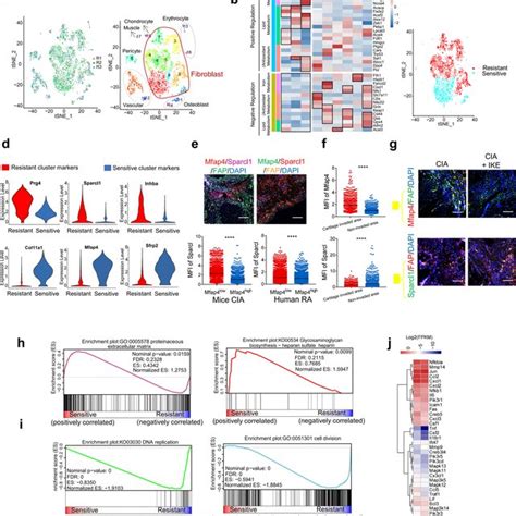 Single Cell Rna Sequencing Reveals The Crosstalk Between Macrophages Download Scientific