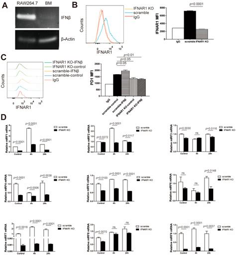 Type I Interferon Activates Pd 1 Expression Through Activation Of The Stat1 Irf2 Pathway In