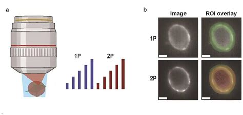 New Insights Into Neural Circuit Imaging A Comparison Of One Photon