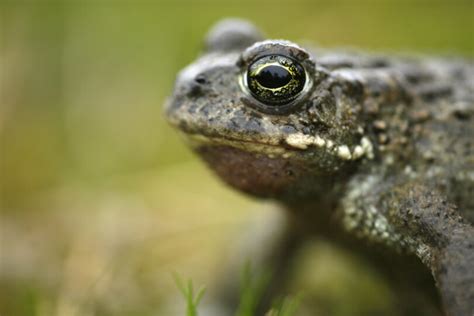 Natterjack Toad Species On The Edge Wildlife And Habitat Conservation