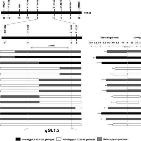 Fine Mapping Of Qgl13 The Numbers Below The Bar Indicate The Number Download Scientific