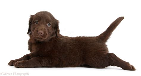 Flat Coated Retriever Puppies Flat Coated Retriever Hunderassen