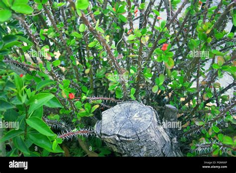 Tree Trunk Surrounded By Plants With Thorns And Small Red Flowers Summer Stock Photo Alamy
