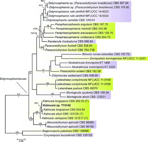 Maximum Likelihood Raxml Tree Of Concatenated Internal Transcribed