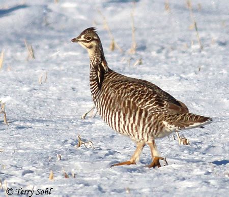 Sharp Tailed Grouse Vs Prairie Chicken Bird Identification Tips