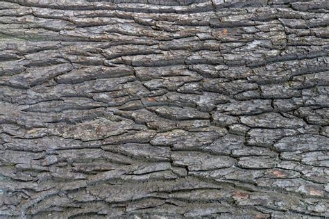 Oak Tree Bark Texture Featuring Texture Background And Pattern Artofit