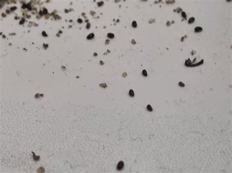 Suspicious Black And Tiny Oval Things R Insects
