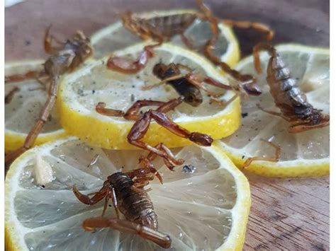 Festival De Insectos Comestibles Alacranes