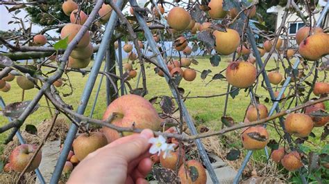 어라~ 잎도 없는 사과나무에 꽃이 피네 올해 사과나무는 폭망 Youtube