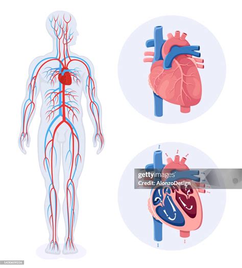 The Circulatory System Diagram Heart