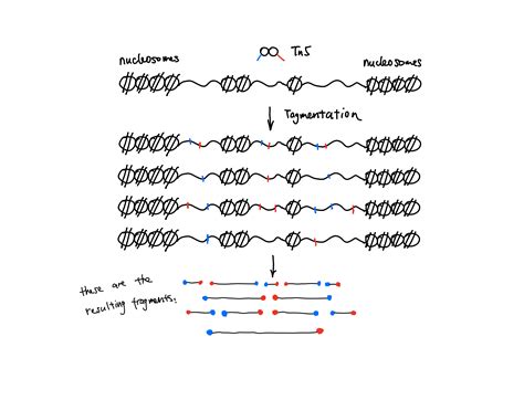 Atac Seq Peak Calling With Macs2