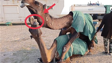 Male And Female Camel Enjoying At Camel Market Camel By Robiul Ahmed Kuwait YouTube