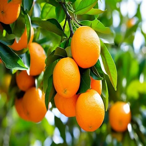 Orange Fruit Plant At ₹ 200plant Fruit Plant In Thanjavur Id