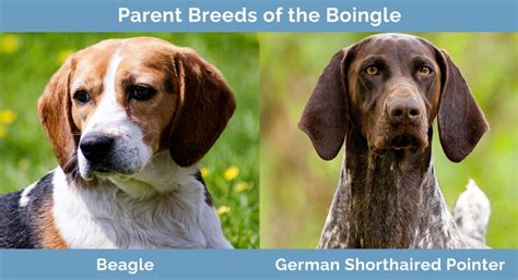 Pointer Beagle Dog Puppies