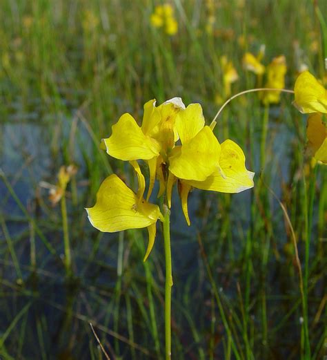 Utricularia Cornuta Horned Bladderwort Go Botany