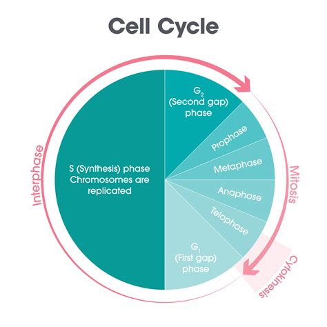 16 Astounding Facts About Cell Cycle Biology Diagrams Paxton Harper