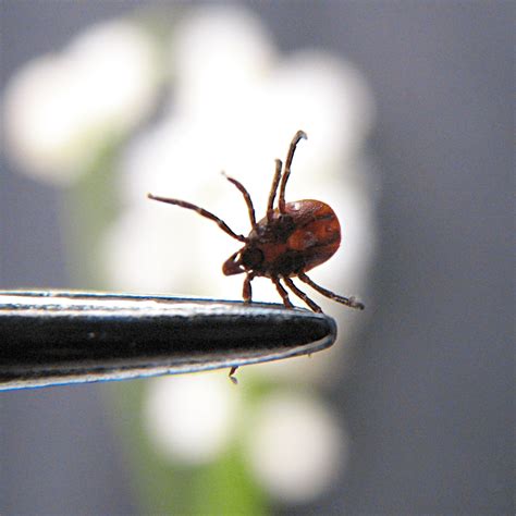 Landing Page Demo Bug Busters USA