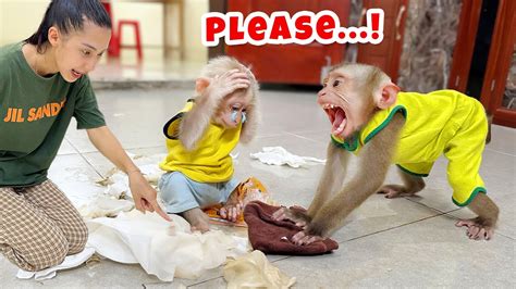 PiPi S Expression When Protecting TiTi YouTube