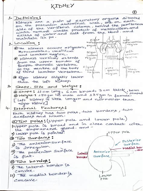 Organ Anatomy Notes By Suman Kalyan Bera Pdf