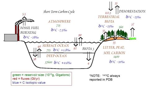 Isotopes Of Carbon Diagram