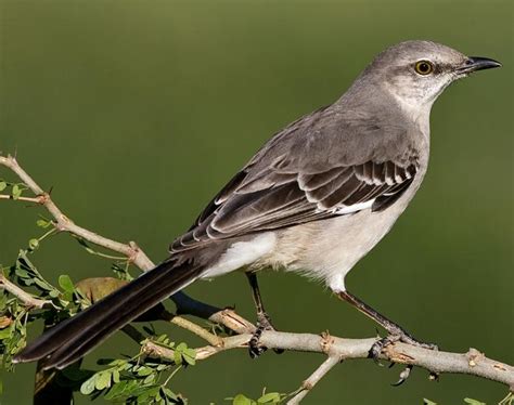 Northern Mockingbird Songs And Calls Larkwire