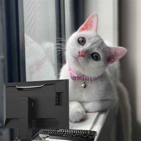 Rspca Australia On Linkedin Rspca Funnyanimals Bossday Cats