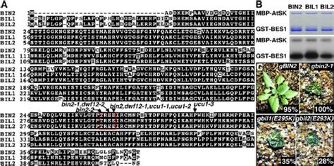 Both Bil1 And Bil2 Are Capable Of Blocking Br Signaling A Sequence