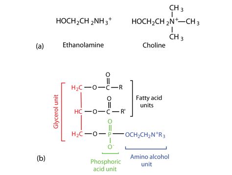 Choline Functional Group Brain Mind Article