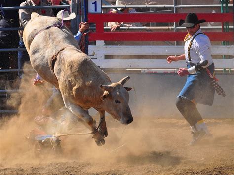Mean Rodeo Bulls