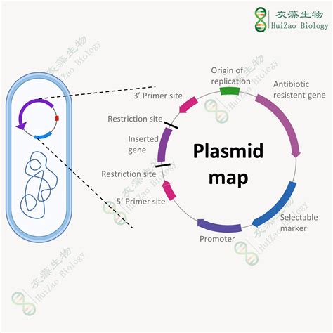 技术支持 灰藻生物科技有限公司【官网】